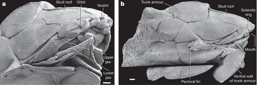 Entelognathus: The Fish with the First Modern Face - Australian Science