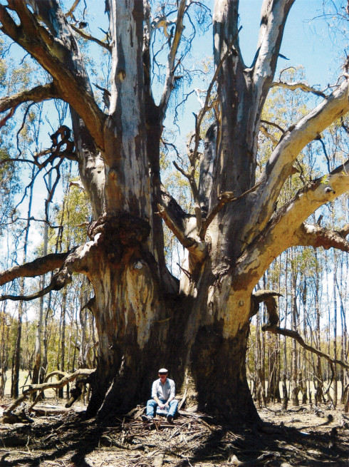 River red gum - more than just a tree - Australian Science